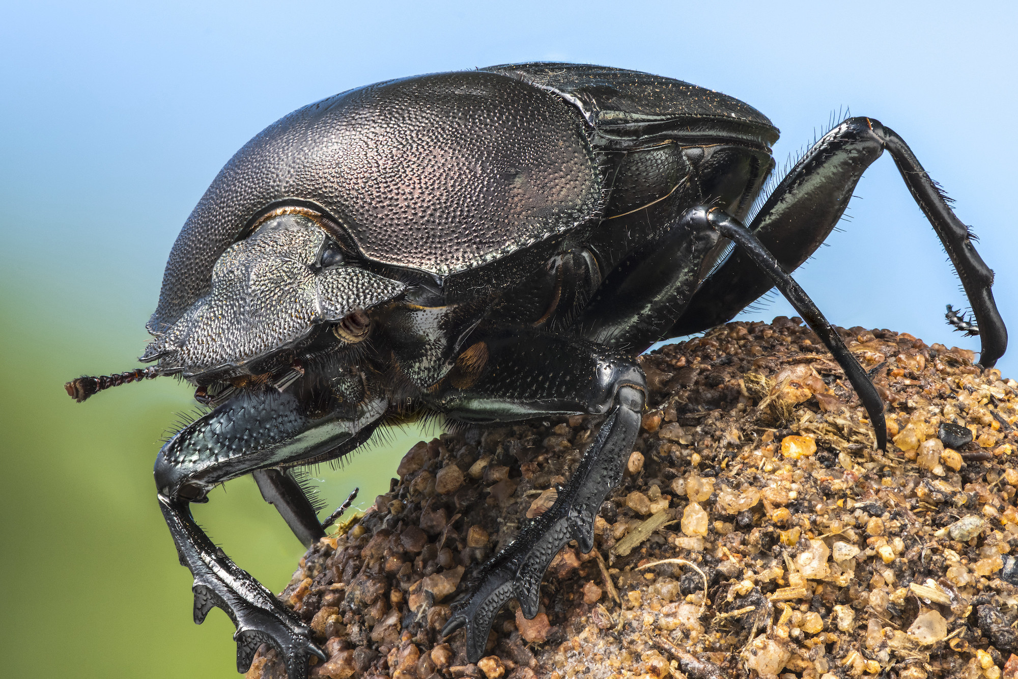 A Real Bug S Life Premieres On Disney This Week Hypress Live